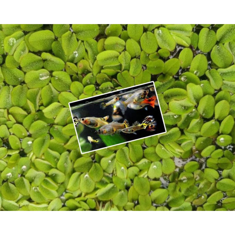 10 pcs. Gappy Chops Aquatic plants | Shopee Philippines