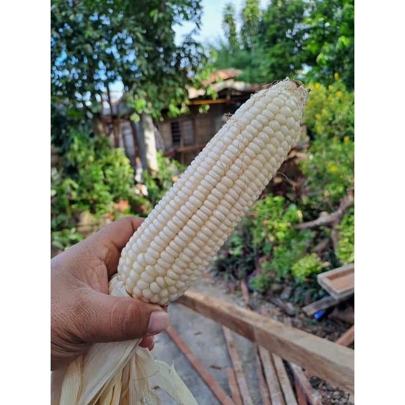 Mais Tisa Hybrid White Corn Seeds, Glyphosate Tolerant, 1kg pack ...