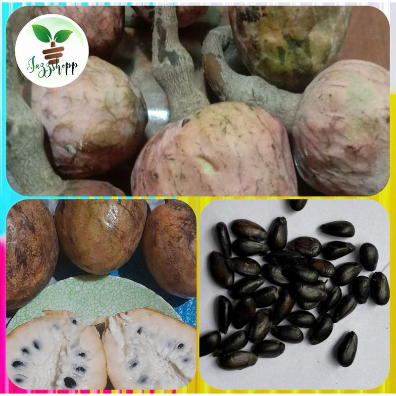 Anonas Seeds for planting new harvest (5Seeds) | Shopee Philippines