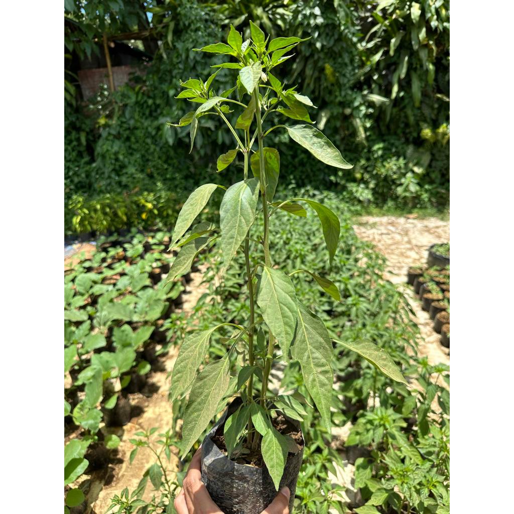 𝐒𝐢𝐥𝐢𝐧𝐠 𝐋𝐚𝐛𝐮𝐲𝐨 / 𝐖𝐢𝐥𝐝 𝐂𝐡𝐢𝐥𝐢 𝐏𝐥𝐚𝐧𝐭 𝐰𝐢𝐭𝐡 𝐅𝐑𝐄𝐄 𝐩𝐥𝐚𝐬𝐭𝐢𝐜 𝐬𝐞𝐞𝐝𝐥𝐢𝐧𝐠 𝐛𝐚𝐠 𝐚𝐧𝐝 ...