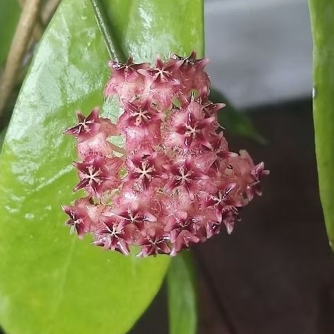 HOYA MINDORENSIS FUSCHIA / PG12 | Shopee Philippines