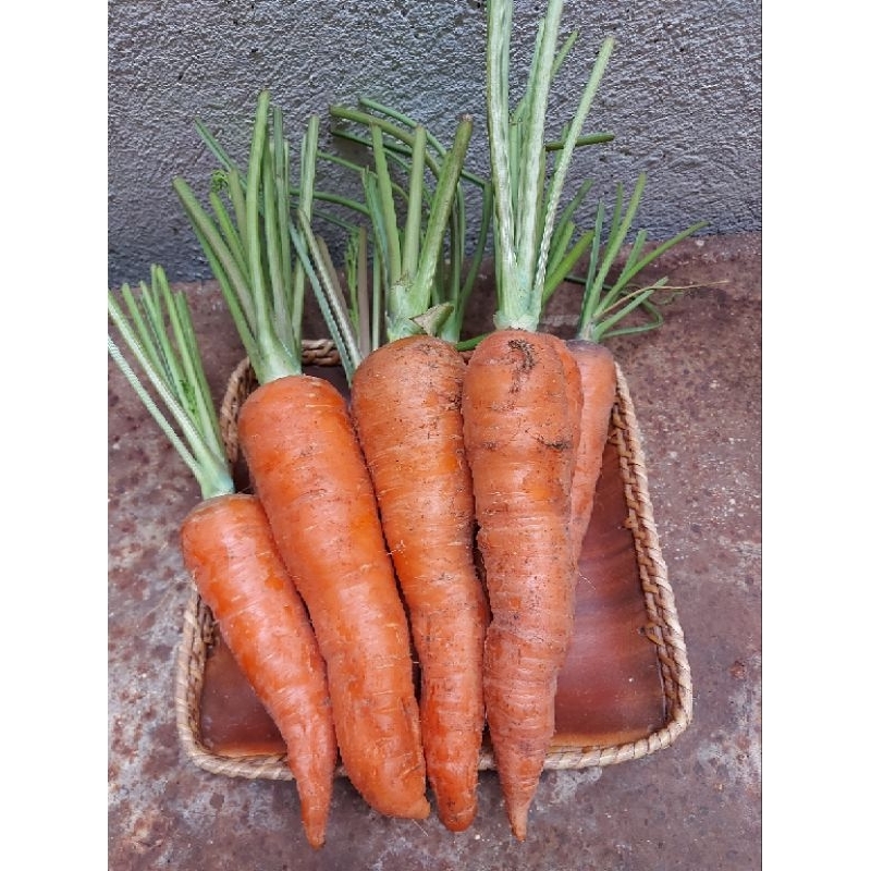 BENGUET FRESH CARROTS DIRECT FROM FARM 1KG | Shopee Philippines