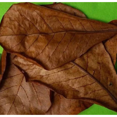 TALISAY LEAVES AND EXTRACT | Shopee Philippines