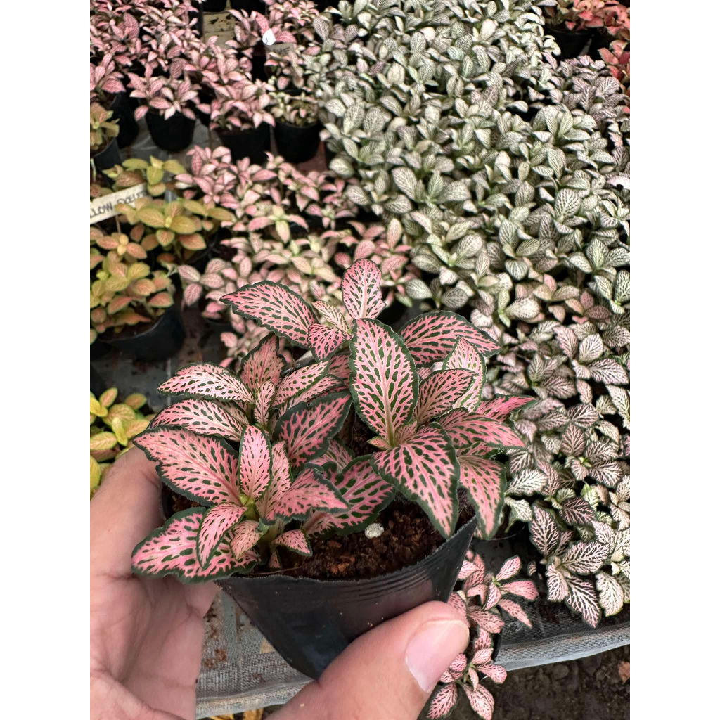 𝐅𝐢𝐭𝐭𝐨𝐧𝐢𝐚 '𝐏𝐢𝐧𝐤 𝐑𝐮𝐛𝐲 𝐋𝐢𝐦𝐞' 𝐏𝐥𝐚𝐧𝐭 𝐰𝐢𝐭𝐡 𝐅𝐑𝐄𝐄 𝐩𝐥𝐚𝐬𝐭𝐢𝐜 𝐩𝐨𝐭 𝐚𝐧𝐝 𝐠𝐚𝐫𝐝𝐞𝐧 𝐬𝐨𝐢𝐥 ...