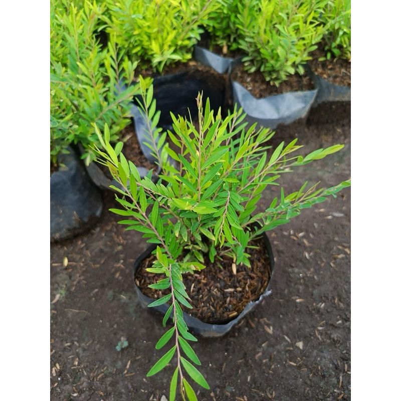 Japanese Bush Live Plant | Rooted Plant | Shopee Philippines