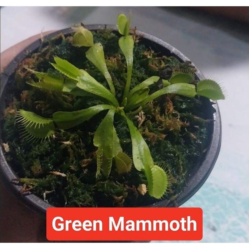 Green Mammoth/ GJ Giant Form/ B52 Carnivorous/ Venus Fly trap Sinagtala Dantate (Halaman na ...