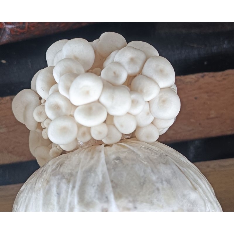 Buy 10 bags get 2 bags free, Bohol Mushroom fruiting bags, white oyster ...