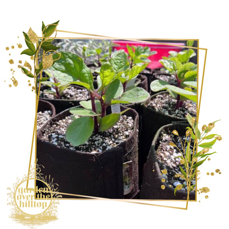 alugbati/alugbate/malavar malabar indian vietnamese spinach seedling ...