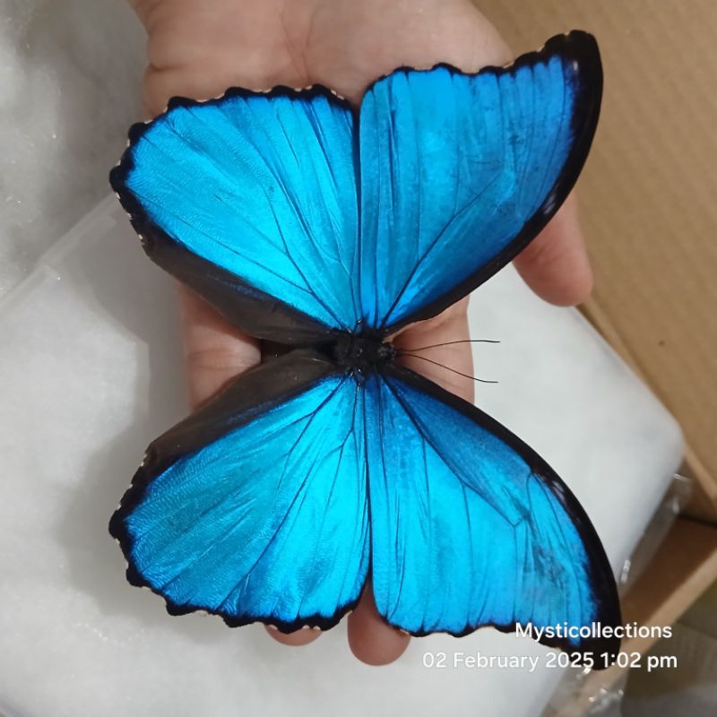 PRESERVED BUTTERFLY TROJANA BIRDWING BLUE MORPHO | Shopee Philippines