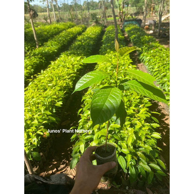 Mahogany Tree Seedlings (1pc.) | Shopee Philippines