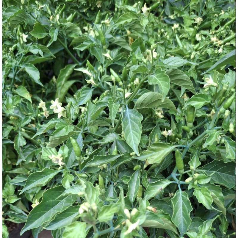sili native/ pepper native | Shopee Philippines