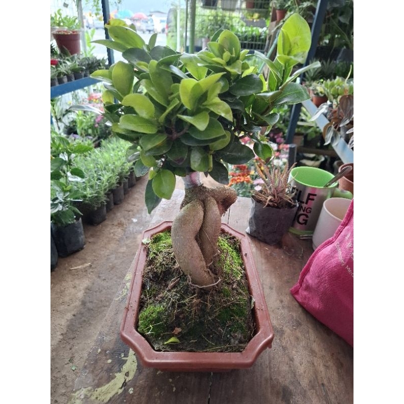 bonsai ficus macrocarpa/ginseng(money or lucky tree) med.size | Shopee ...