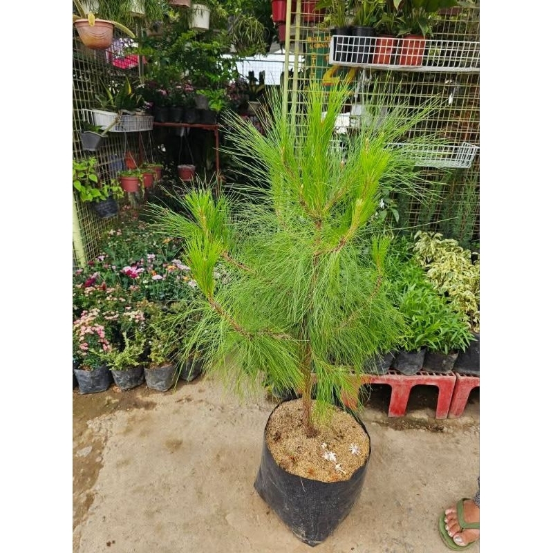 BIG BENGUET PINE TREE | Shopee Philippines