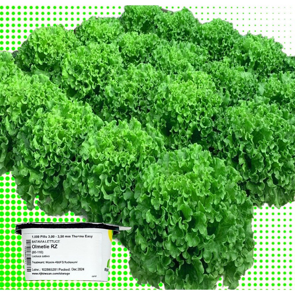 Olmetie seeds RZ 1000 pelletized seeds with FREE MAXIMUS SEEDS | Shopee ...