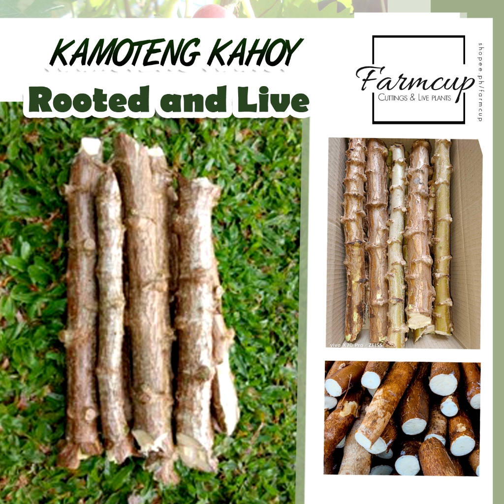 Kamoteng Kahoy/Cassava/Balinghoy | Shopee Philippines