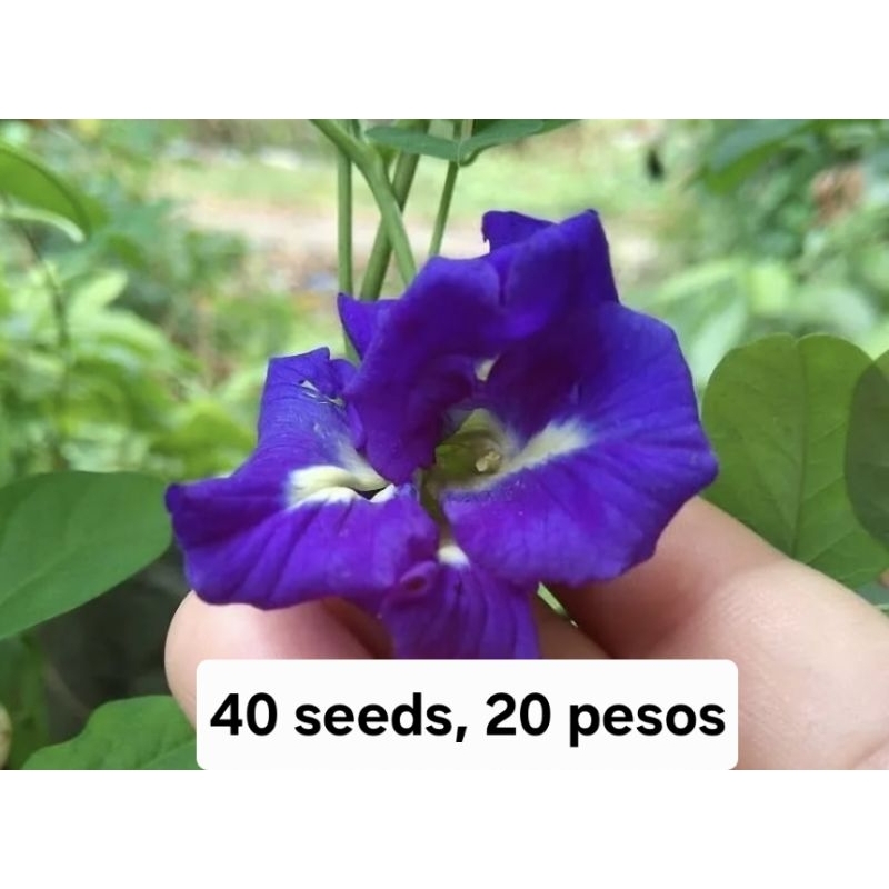 Blue Ternate Butterfly pea seeds, 40 seeds per pack | Shopee Philippines