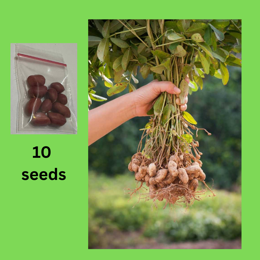 Peanut / Mani | 10 Seeds for planting | Shopee Philippines