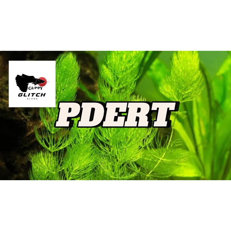 Aquatic Plants For Aquarium Guppy 1M-2F Pdert Trio | Shopee Philippines