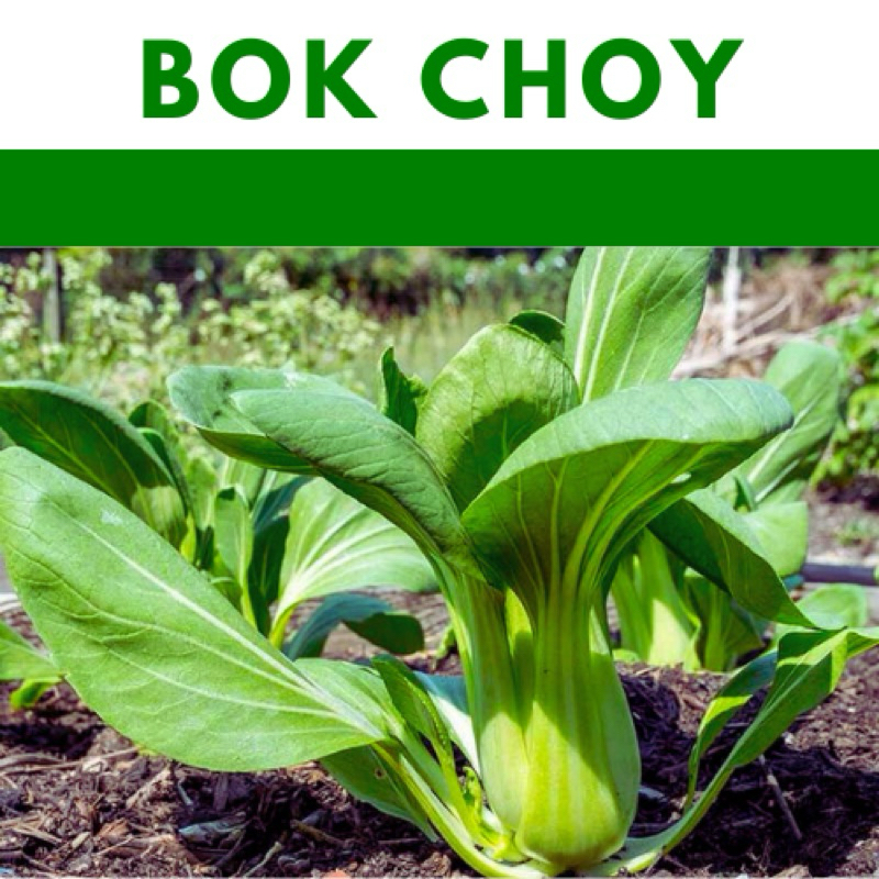 Bokchoy Pakchoi Pechay Green Shingkang repacked seeds gardening ...