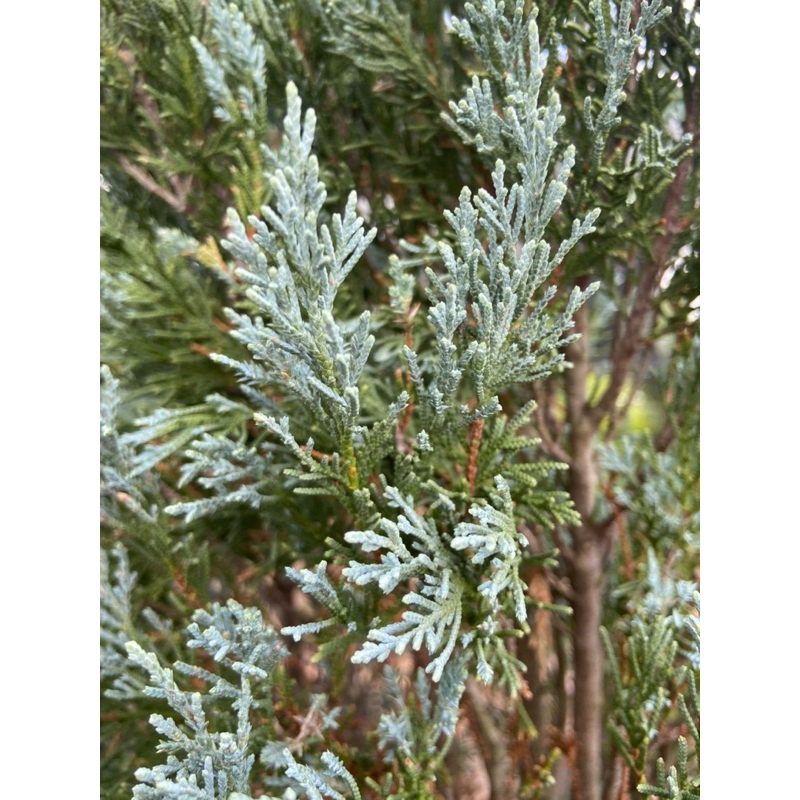 HOT SALE‼️ SILVER BLUE PINE CYPRESS ‼️ (small) | Shopee Philippines