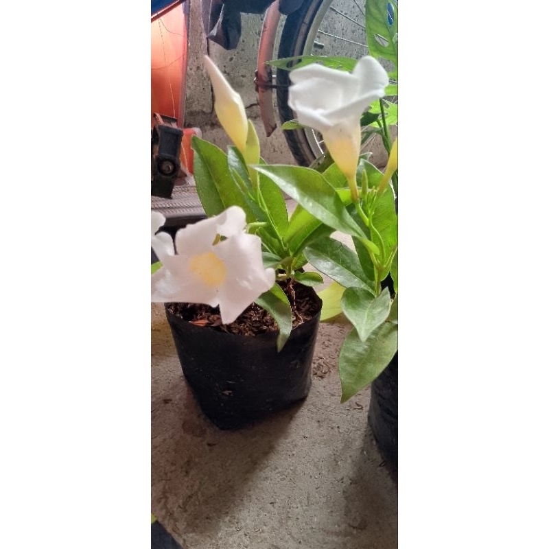 WHITE BELL PLANTS LIVE ROOTED PLANT | Shopee Philippines
