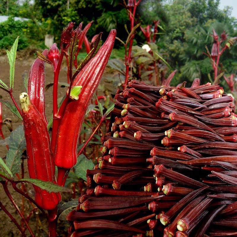 Red Okra Seeds - (50Seeds) Okra Seeds Vegetable Seeds / Red Long Okra ...