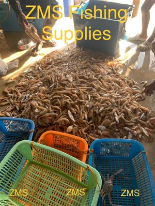 9.41M High Quality Green Dragon Type Bubo (Fish/Shrimp Cage Trap ...