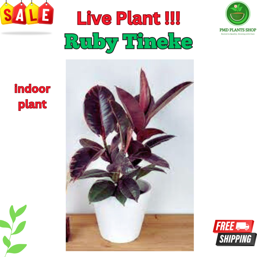Ruby Tineke (Rubber plant - Indoor) with pot - 1ft to 1.5ft height | Shopee Philippines