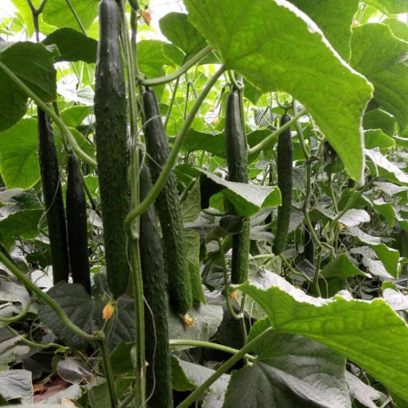 High Yield Fresh Organic Long Cucumber Seeds for Planting (50Seeds ...