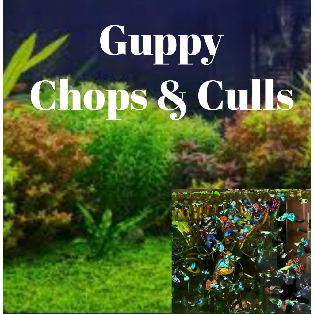 Guppy Aquarium Decotation Chops/Culls Good for Community Tank | Shopee ...