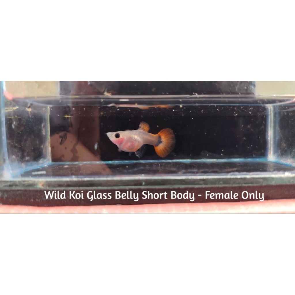 Guppy Fish, pdert, koi, blue dragon, ivory mosaic | Shopee Philippines