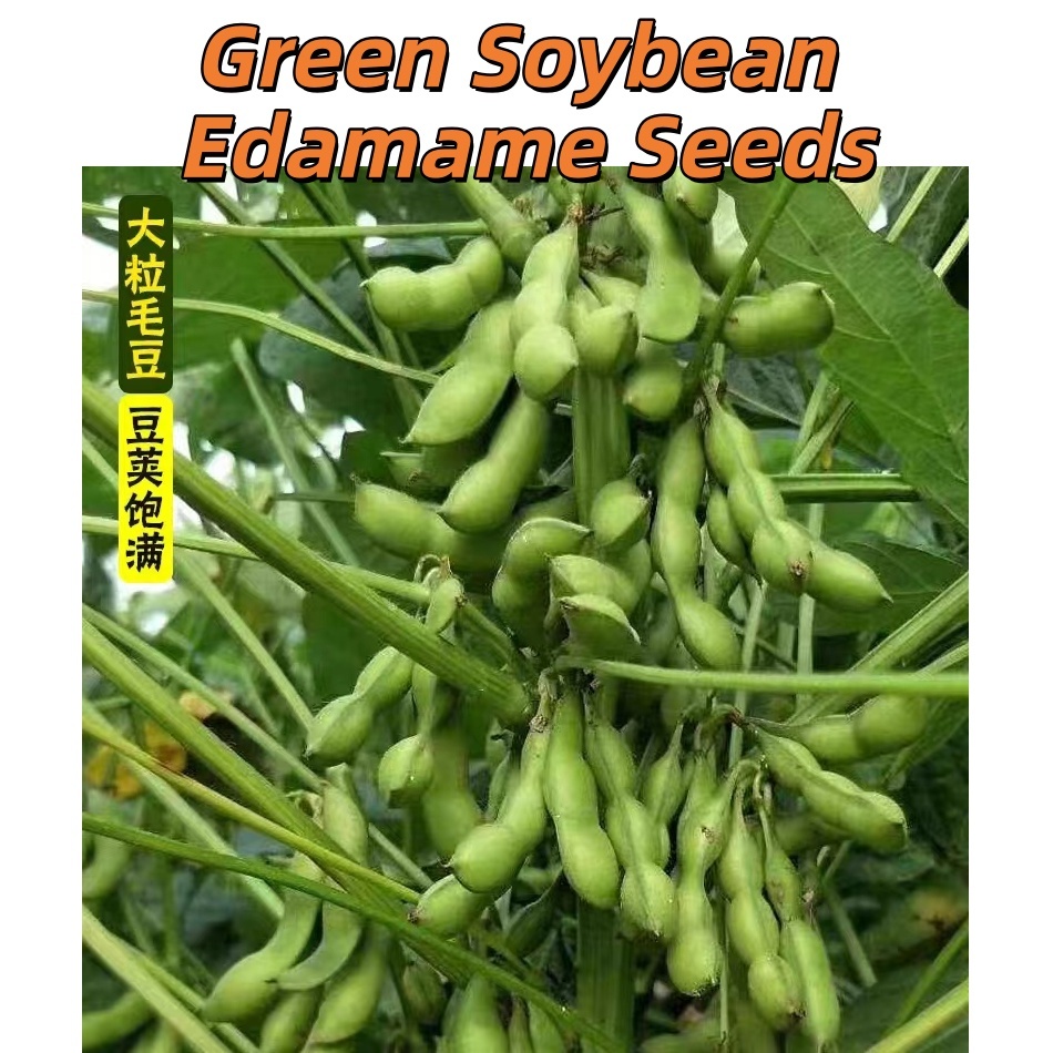 (20seeds/pack)Japanese Korean Green Soybean Edamame Soya Beans ...