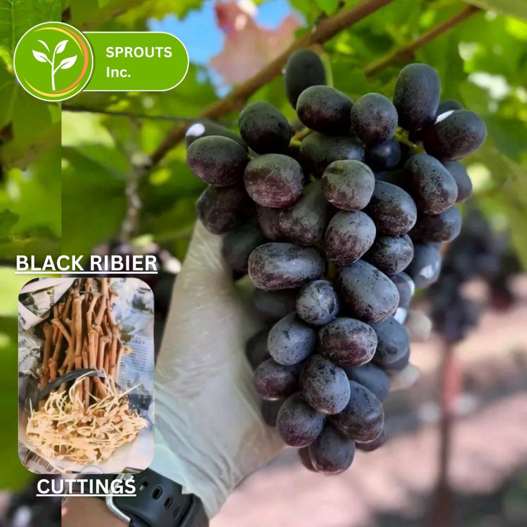 Grapes Black Ribier Seed Cuts | Shopee Philippines