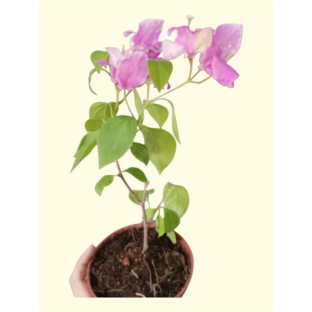 Bougainvillea Bonsai Plant RARE 1FT w free pot | Shopee Philippines