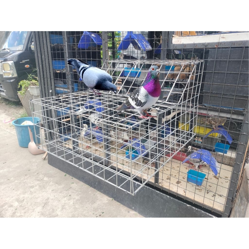 Sputnik trap door for pigeon loft cage galvanized steel matting easy to ...