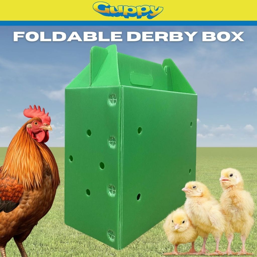 Premium Collapsible Foldable Derby Box Single Chicken Travel Chicken ...