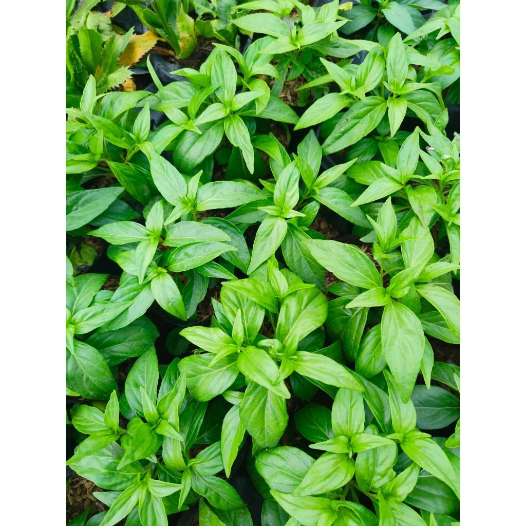 Serpentina (Herb Plant) with FREE garden soil, plastic pot and marble ...