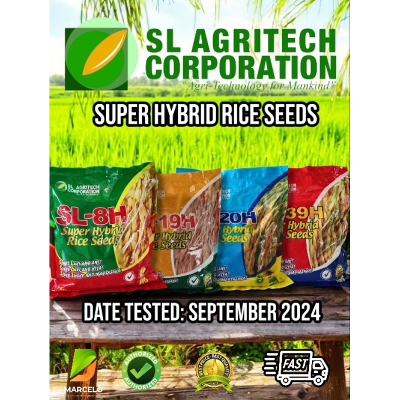 HIGH YIELD SUPER HYBRID RICE SEEDS SL8H / SL19H / SL20H / SL39H 3KG-By SL Agritech Corp | Shopee ...