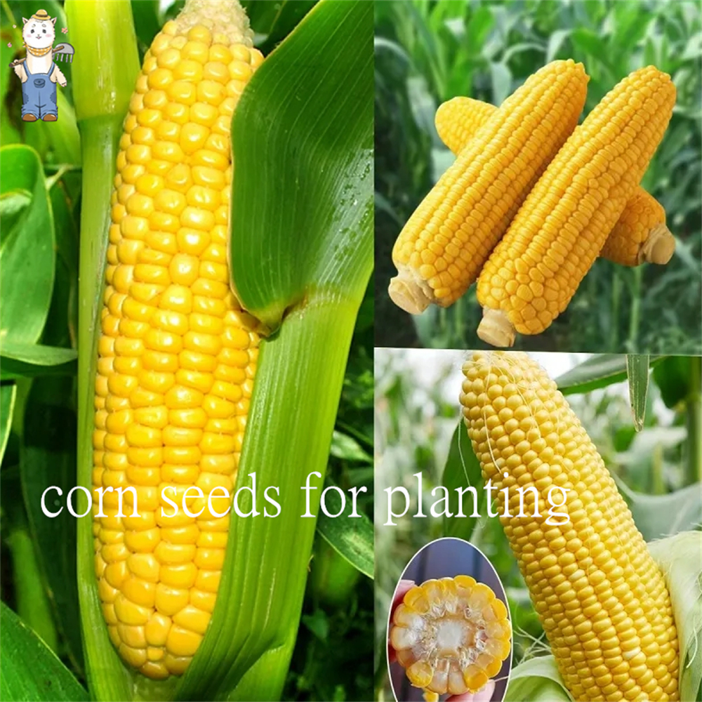 Sweet Corn Seeds - (20seeds/pack) HYBRID SUPER SWEET CORN / Corn Seeds ...