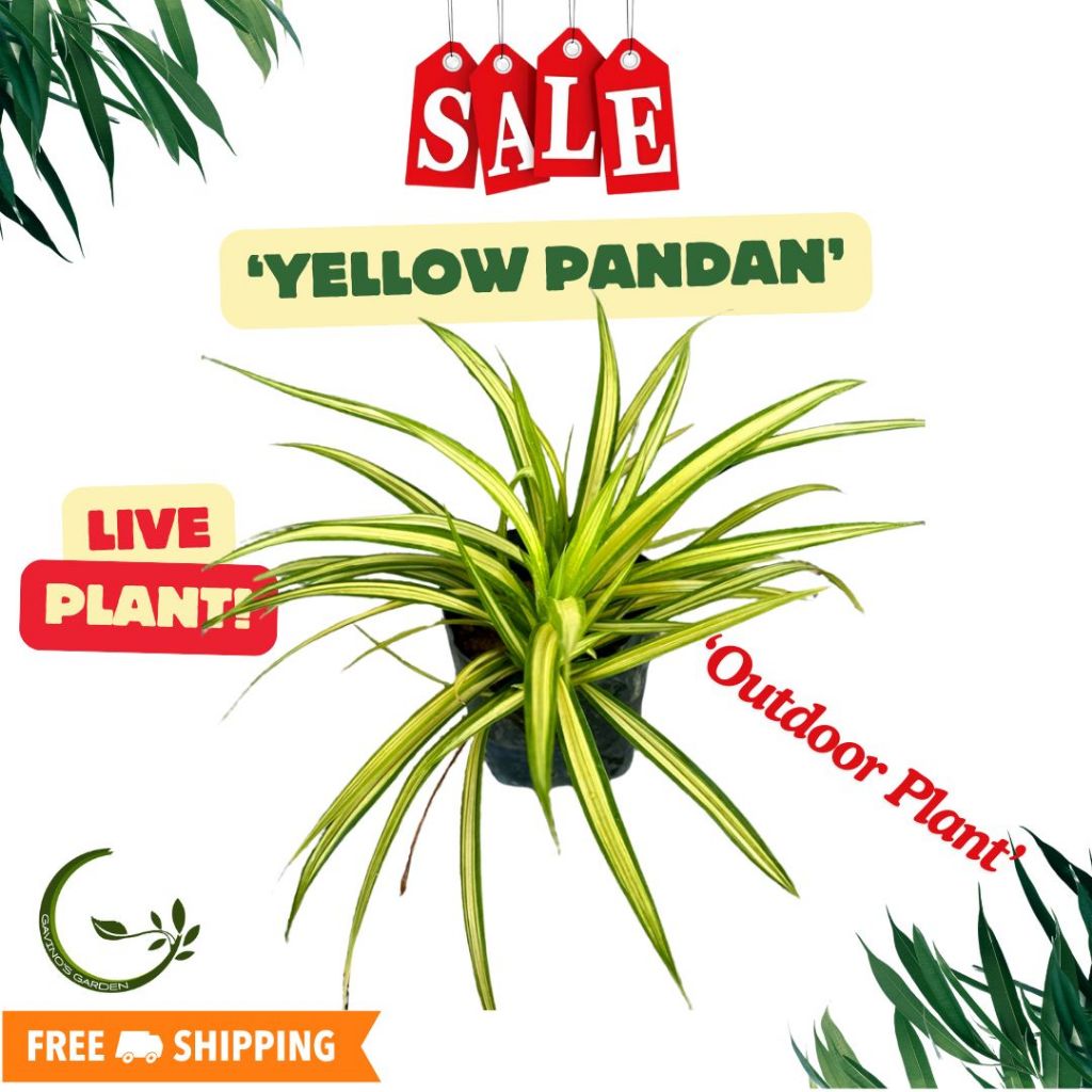 Yellow Pandan/Hybrid Pandan/Outdoor/LIVE PLANT!! | Shopee Philippines