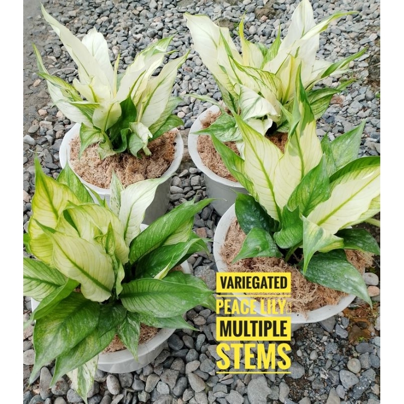 MULTIPLE STEMS VARIEGATED PEACE LILY | Shopee Philippines