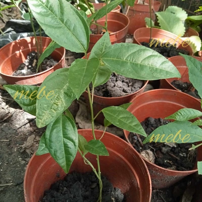 Passion Tree | Talisay Seeds & Bulbs | Talisay Dried Leaves (Luzon only ...