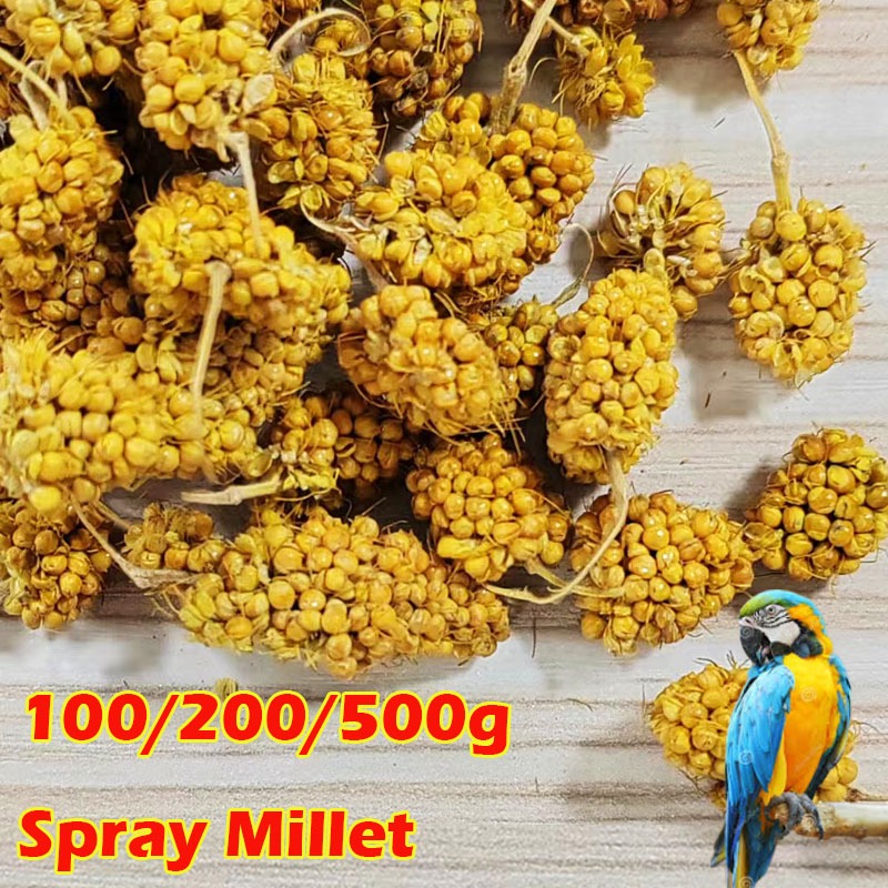 Spray millet Bird seeds Parrot food for lovebirds cockatiel | Shopee ...