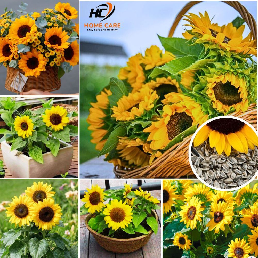 80pcs Quality Dwarf Sunflower Seeds And High Germination Rate | Shopee ...
