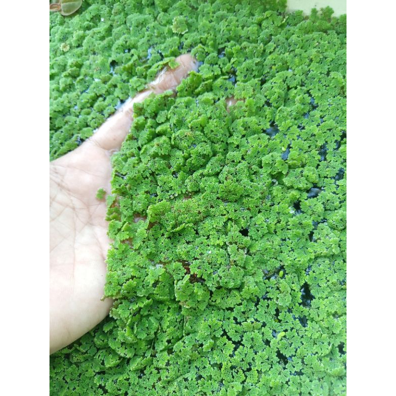 Azolla floating Aquatic plant | Shopee Philippines