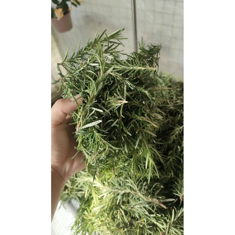 ROSEMARY HERBS/CUTTINGS(PER PACK) | Shopee Philippines