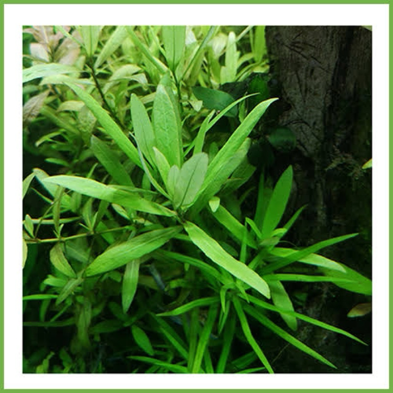 HYGROPHILA POLYSPERMA GREEN (15 pcs stem cutting) lowtech aquatic plant ...