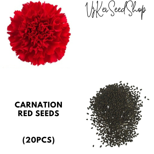 Carnation Red Seeds (20pcs) | Shopee Philippines