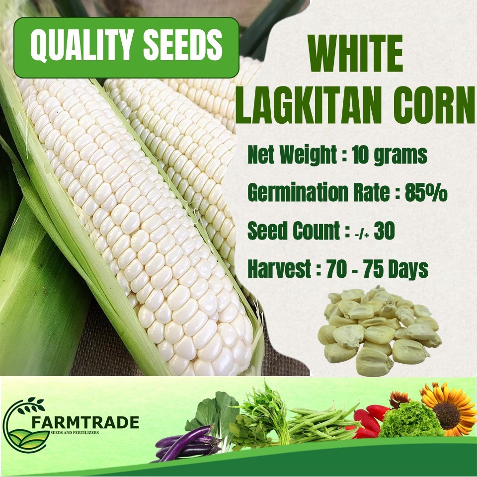 WHITE LAGKITAN CORN - (30 seeds) Waxy Corn | Shopee Philippines