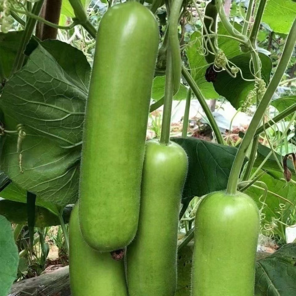 UPO SEEDS-（25seeds/1Pack)Upo Tambuli Vegetable Seeds high quality and ...